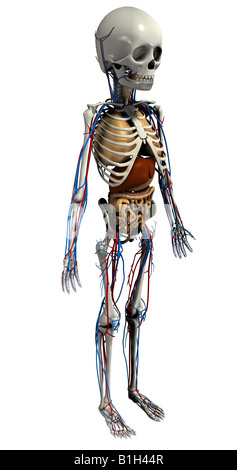 Squelette anatomie cardiaque circulation poumons foie digestifs Photo ...