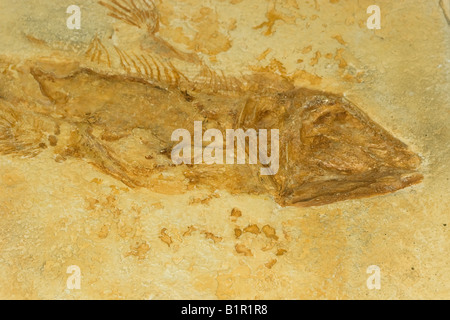 Squelette d'un fossile de poisson coelacanthe. L'âge jurassique Photo ...