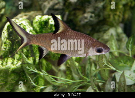 Un requin de Bala (Balantiocheilos melanopterus - un poisson de la ...