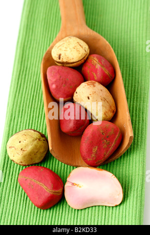 La noix de cola Cola acuminata Photo Stock - Alamy