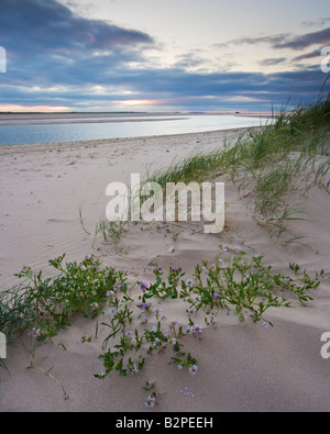 Northumberland ENGLAND Budle Bay. Le littoral de Budle Bay près de ...