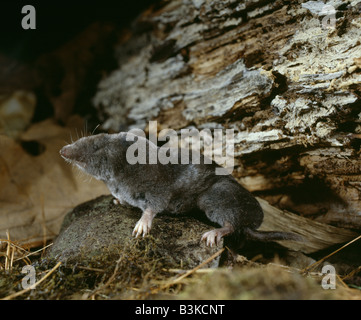 La musaraignée à queue courte (Blarina brevicauda) a été retrouvée ...