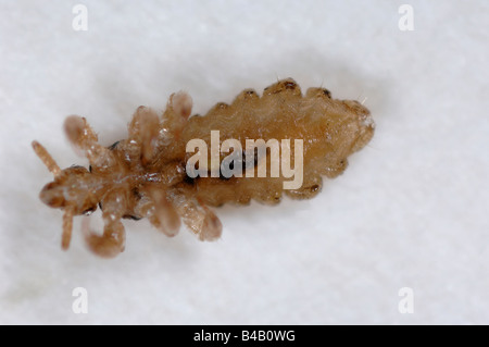 La larve de la souris de tête (Pediculus humanus capitis) attachée à un ...