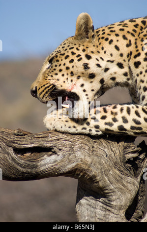 Portrait d'une consommation de viande leopard dans une grande piscine ...