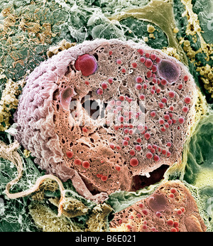 Cellule acineuse pancréatique, illustration. Les cellules acineuses ...