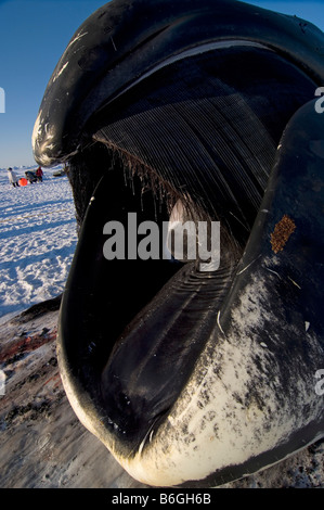 Oeil d'une baleine boréale Balaena mysticetus capturés par les ...