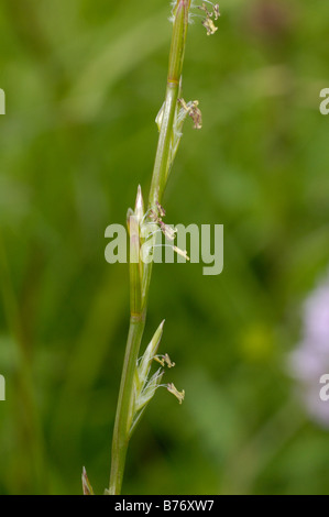 Le ray-grass vivace Lolium perenne fleurs de graminées dans une récolte ...