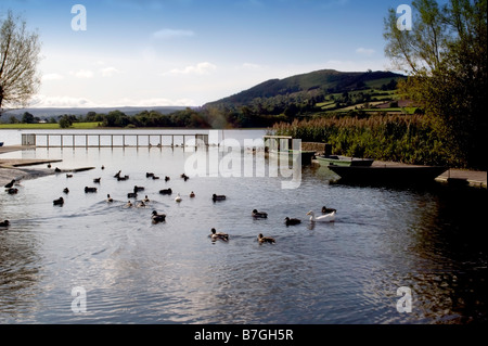 Lac de llangorse llangors powys le parc national des Brecon Beacons au ...