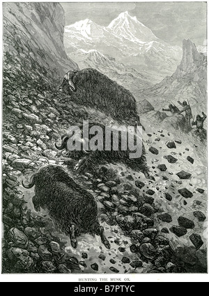 Chasse au boeuf musqué (Ovibos moschatus) mammifère arctique de la ...