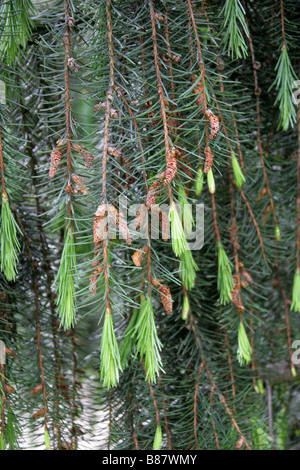 Picea breweriana aka épinette pleureur de Brasseur Photo Stock - Alamy