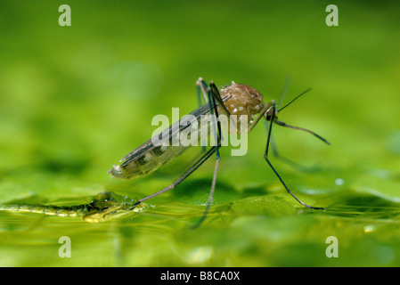 Cycle de vie du moustique Culex Photo Stock - Alamy