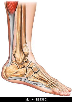 Les nerfs de la jambe Photo Stock - Alamy