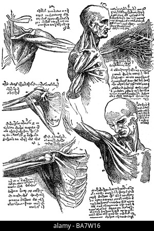 Leonardo da Vinci, 15.4.1452 - 2.5.1519, peintre et sculpteur italien ...