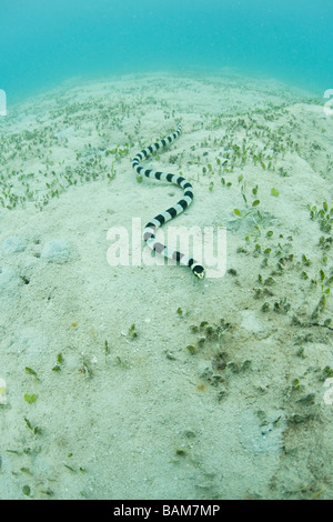 Bagués Venemous lèvre jaune Serpent de mer Laticauda colubrina Kadavu ...