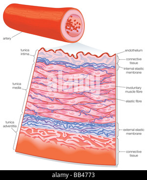 Mur de l'artère de l'anatomie. Illustration des couches de la paroi d ...