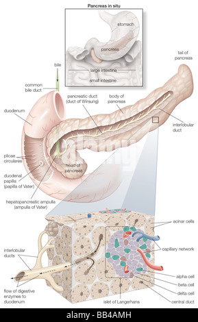 Le pancréas, de l'histologie Photo Stock - Alamy