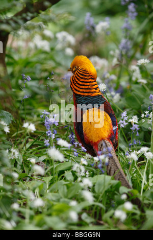 Le Faisan doré (Chrysolophus pictus) hommes marcher, Tangjiahe National ...