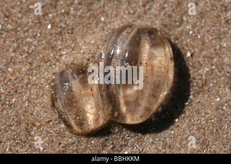 Groseille de mer Pleurobrachia Photo Stock - Alamy