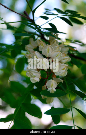 Fleurs de Robinia pseudoacacia robinier ou. Isolé sur fond blanc Photo ...