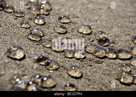 Groseille de mer Pleurobrachia Photo Stock - Alamy