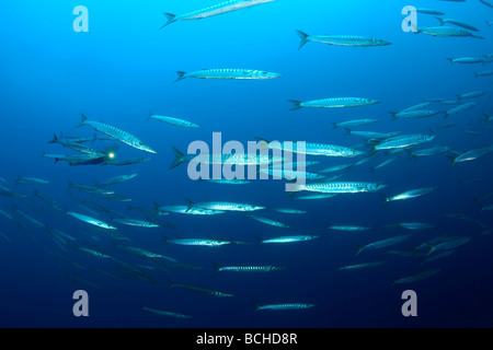 Banc de barracuda sphyraena Sphyraena Massa Lubrense Péninsule de ...