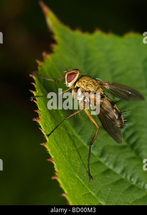 À jambes longues fly assis sur une feuille, Penonome, province de Cocle ...