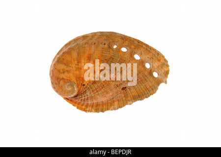 Abalone / Politique / Lamellose ormeaux ormeaux (Haliotis lamellosa ...