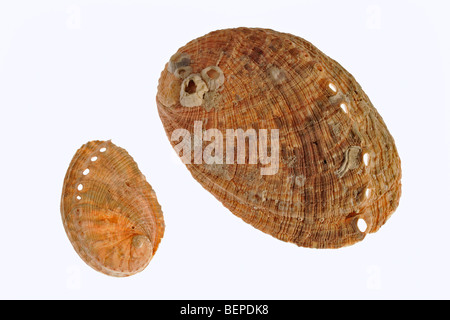 Abalone / Politique / Lamellose ormeaux ormeaux (Haliotis lamellosa ...