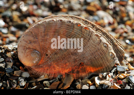 Abalone / Politique / Lamellose ormeaux ormeaux (Haliotis lamellosa ...