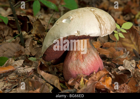 Bolet du diable, Satan's champignons / (Boletus satanas Photo Stock - Alamy