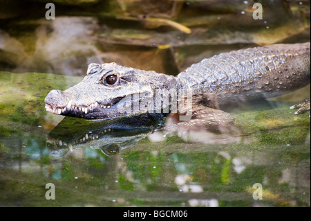 Crocodile nain-africain (Osteolaemus tetraspis tetraspis) (captif Photo Stock - Alamy