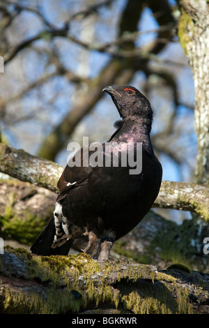Tétras Tetrao hybride hybridus (Tetrao tetrix x Tetrao urogallus ...