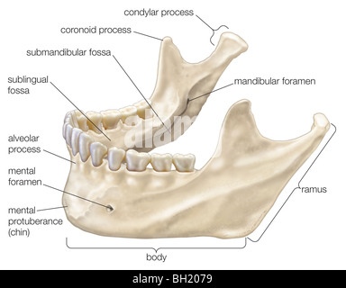 Le squelette de la mâchoire inférieure et les dents de l'anatomie ...