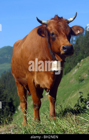 TARINE OU TARENTAISE VACHE DANS LE BEAUFORTIN, Savoie (73), RHONE-ALPES ...