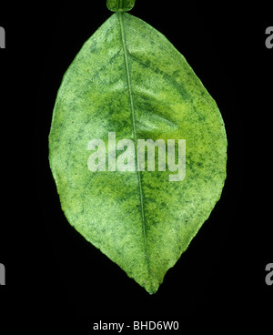 L'araignée rouge d'agrumes Panonychus citri œufs sur une feuille d ...