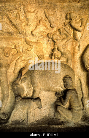Vacher vache à traire et lécher en veau krishna mandapa Mamallapuram ...