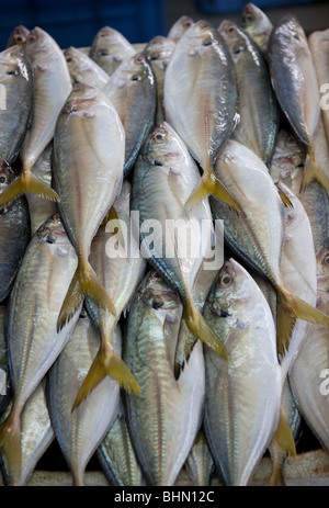 Marché aux poissons, Jeddah, Arabie saoudite, Moyen Orient Photo Stock ...