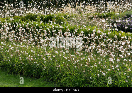 Butterfly (gaura Gaura lindheimeri 'gambit rose') et la fontaine de l ...