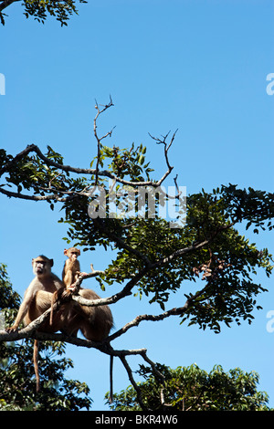 Le Malawi, Zomba. Sur le haut plateau de Zomba les jardins de l ...