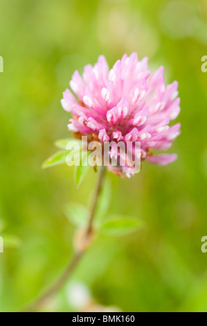Trifolium pratense, trèfle rose, est une espèce herbacée de plante à ...