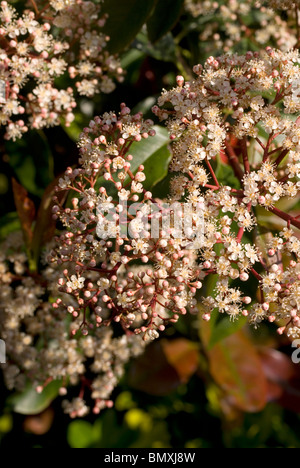 Photinia Red Robin boutons de fleurs - nom latin - Photinia Red Robin ...