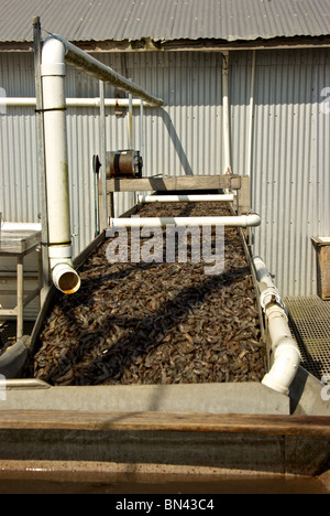 Convoyeur à bande réunissant matières fraîchement pêché la crevette ...