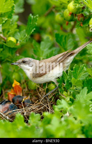 Sylvia curruca. Le nid de la fauvette grisette moindre dans la nature Photo Stock - Alamy