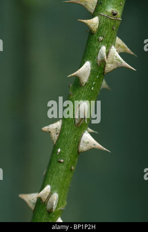 épine de rose Photo Stock - Alamy