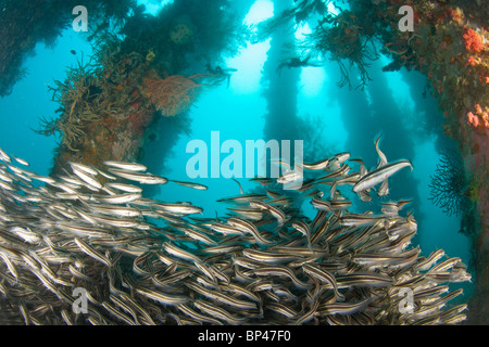 Grand groupe de poissons-chats à anguilles rayées (Plotosus lineatus ...