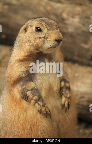 Le chien des Prairies (nom latin Cynomys ludovicianus) au sol. Animal ...