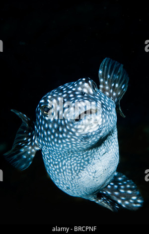 Le poisson-globe, sous l'eau, les poissons, l'océan, sur la mer ...