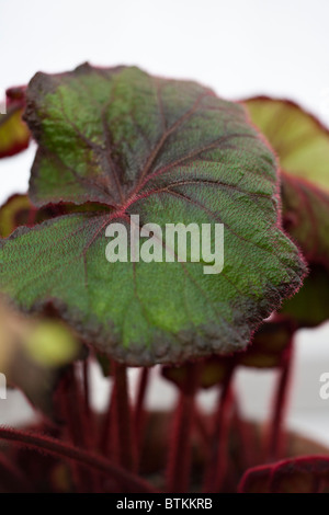 Un gros plan du feuillage de Begonia 'Curly Fireflush' (Rex Begonia ...