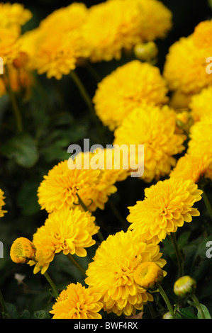 Janet chrysanthème jaune puits fleurs oranger moitié hardy herbacée ...