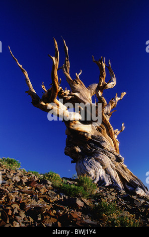 Vieux pin pin Pinus longaeva mâchoire Britlecone ancienne forêt de pins ...